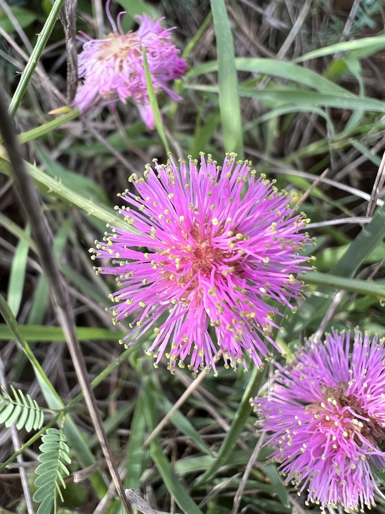 littleleaf sensitive-briar from Freer, TX, US on April 8, 2023 at 06:06 ...