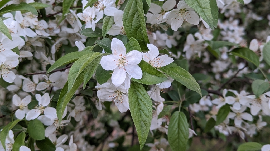 apples from Tenbrook Dr & Forest Glen Rd, Kemp Mill, MD 20901, USA on ...