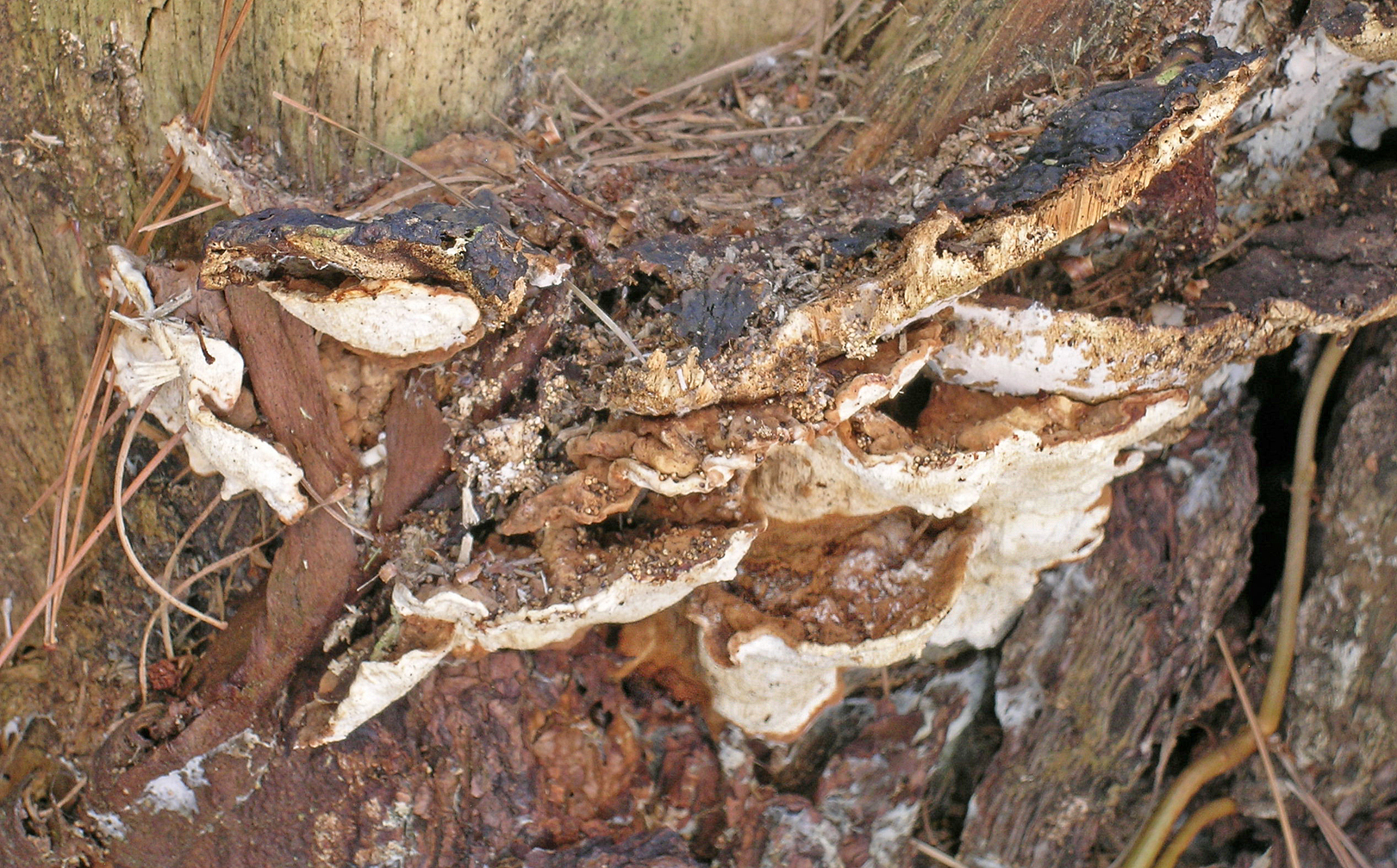 Heterobasidion irregulare Garbel. & Otrosina