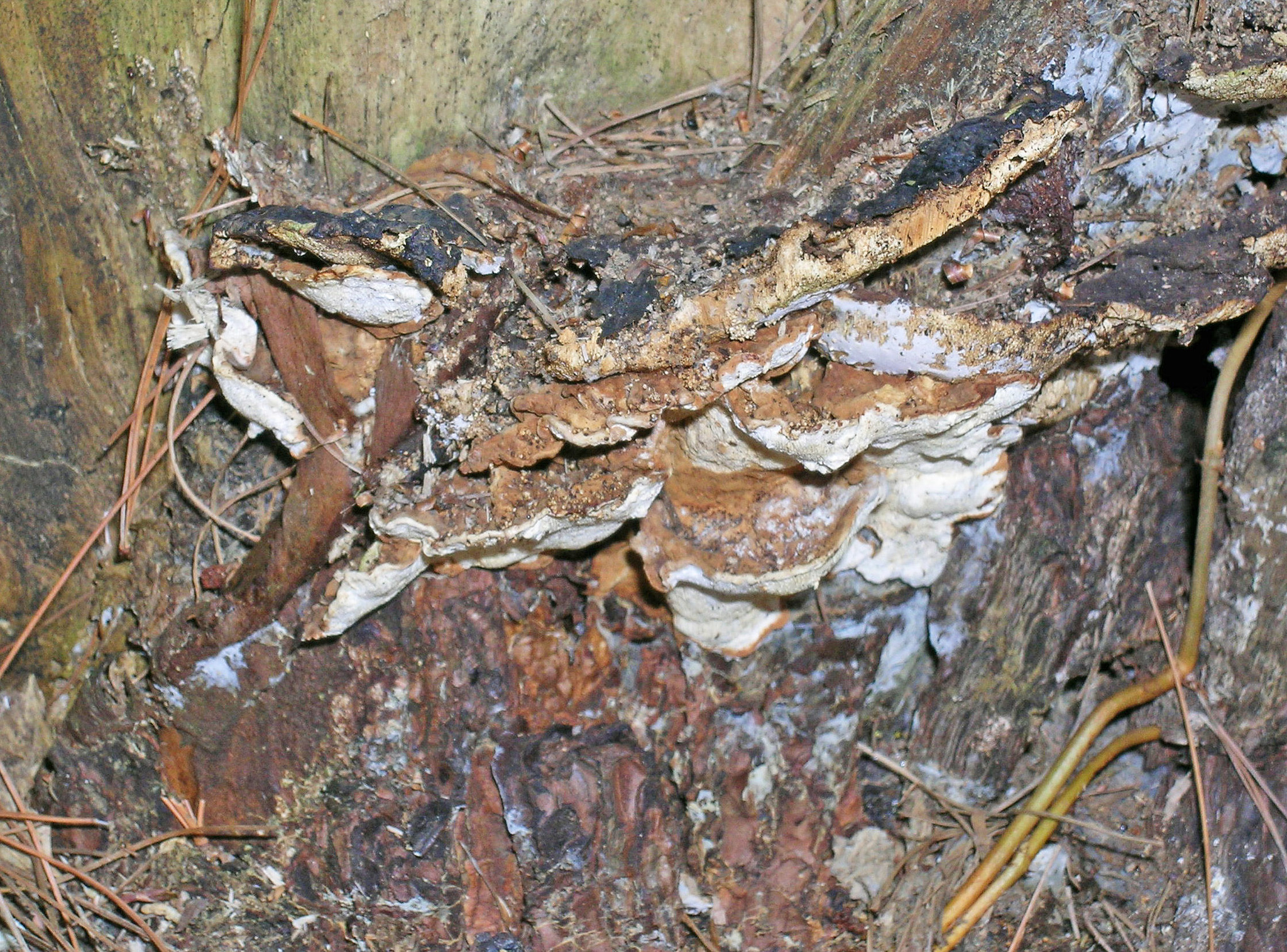 Heterobasidion irregulare Garbel. & Otrosina