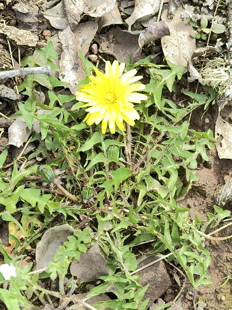 common dandelion from Henry W. Coe State Park, Gilroy, CA, US on April ...