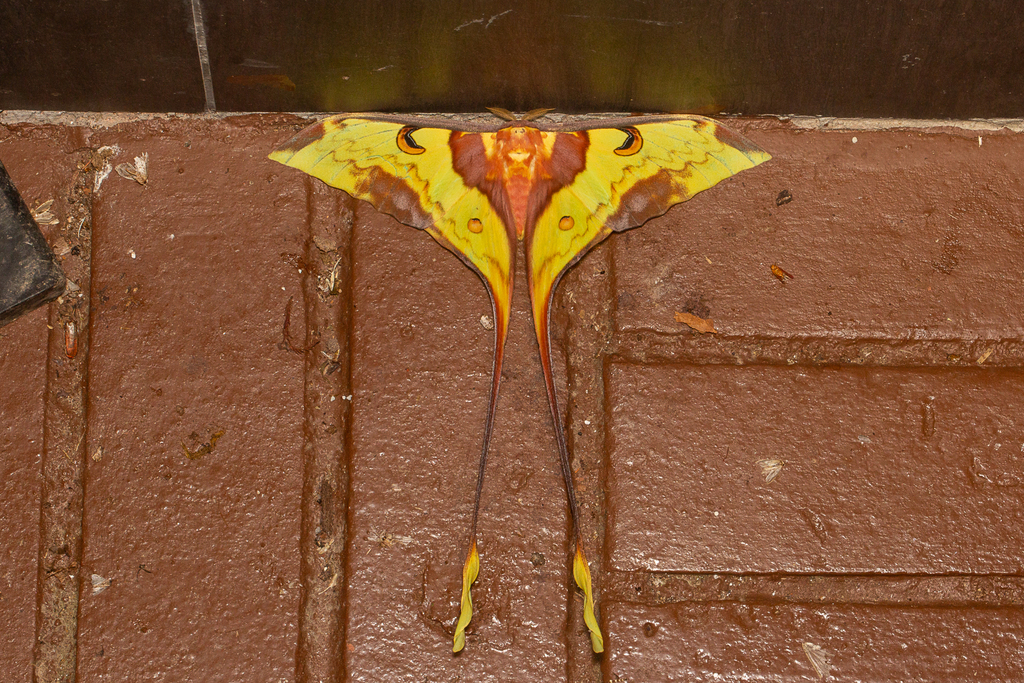 Malaysian Moon Moth From MCM Nature Discovery Villa Stephen s Place malaysian-moon-moth-from-mcm-nature-discovery-villa-stephen-s-place
