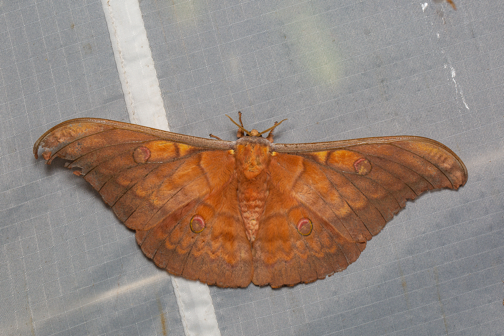 Oak Tasar Silk Moth from MCM Nature Discovery Villa (Stephen's Place ...