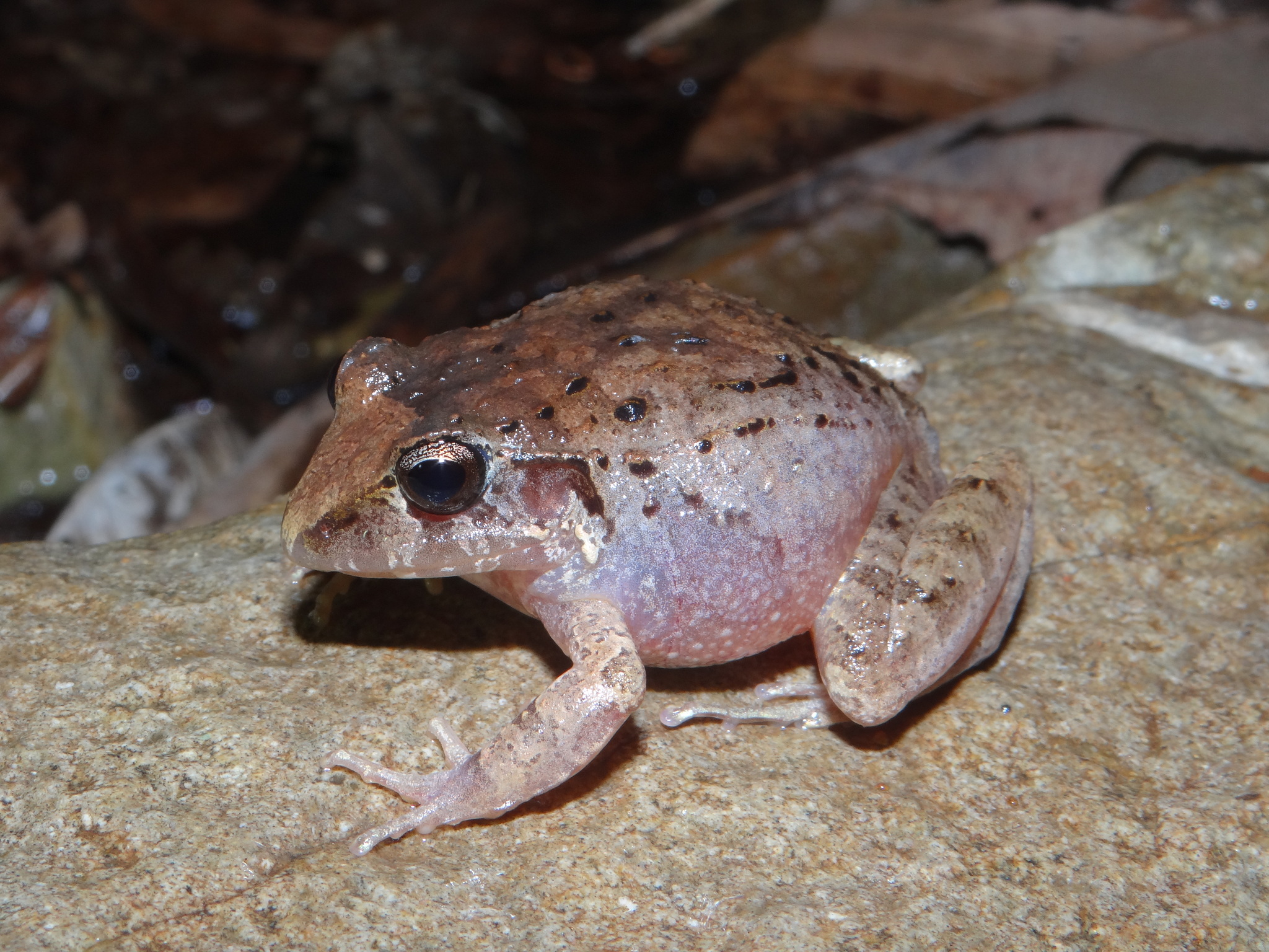 Craugastor occidentalis (Taylor, 1941)
