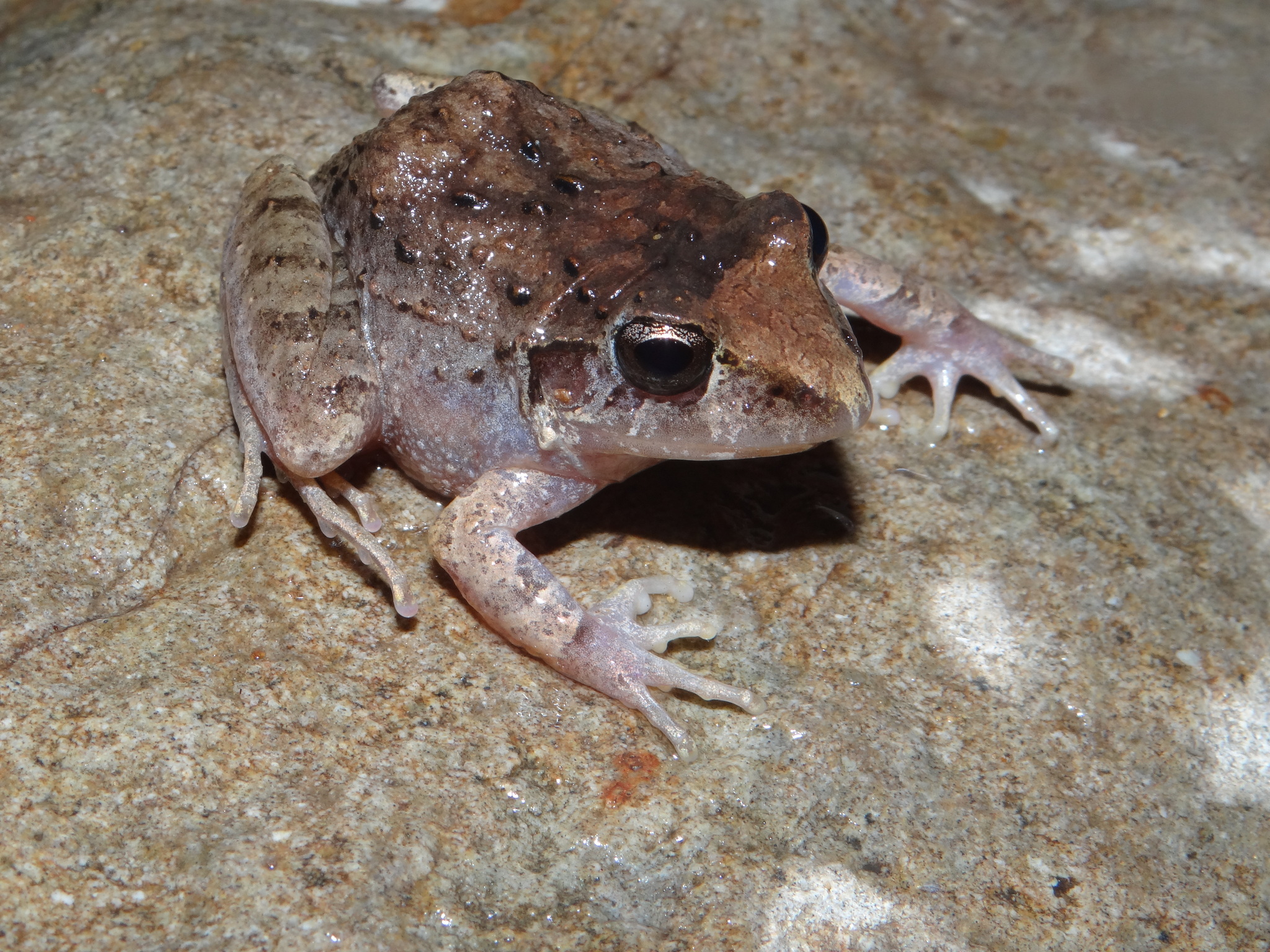 Craugastor occidentalis (Taylor, 1941)