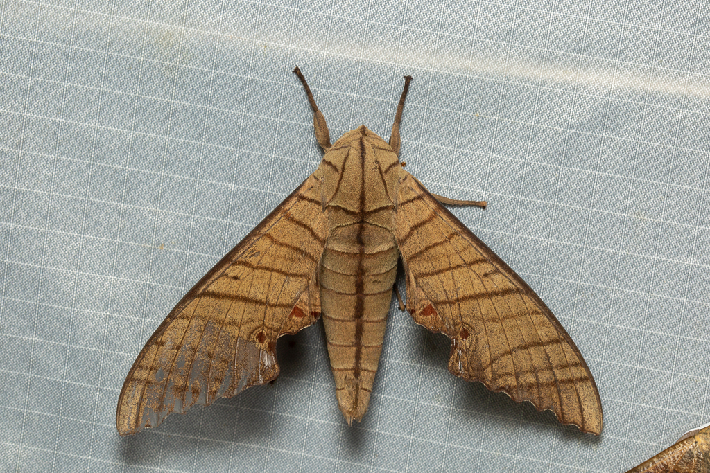 Marumba juvencus from MCM Nature Discovery Villa (Stephen's Place ...