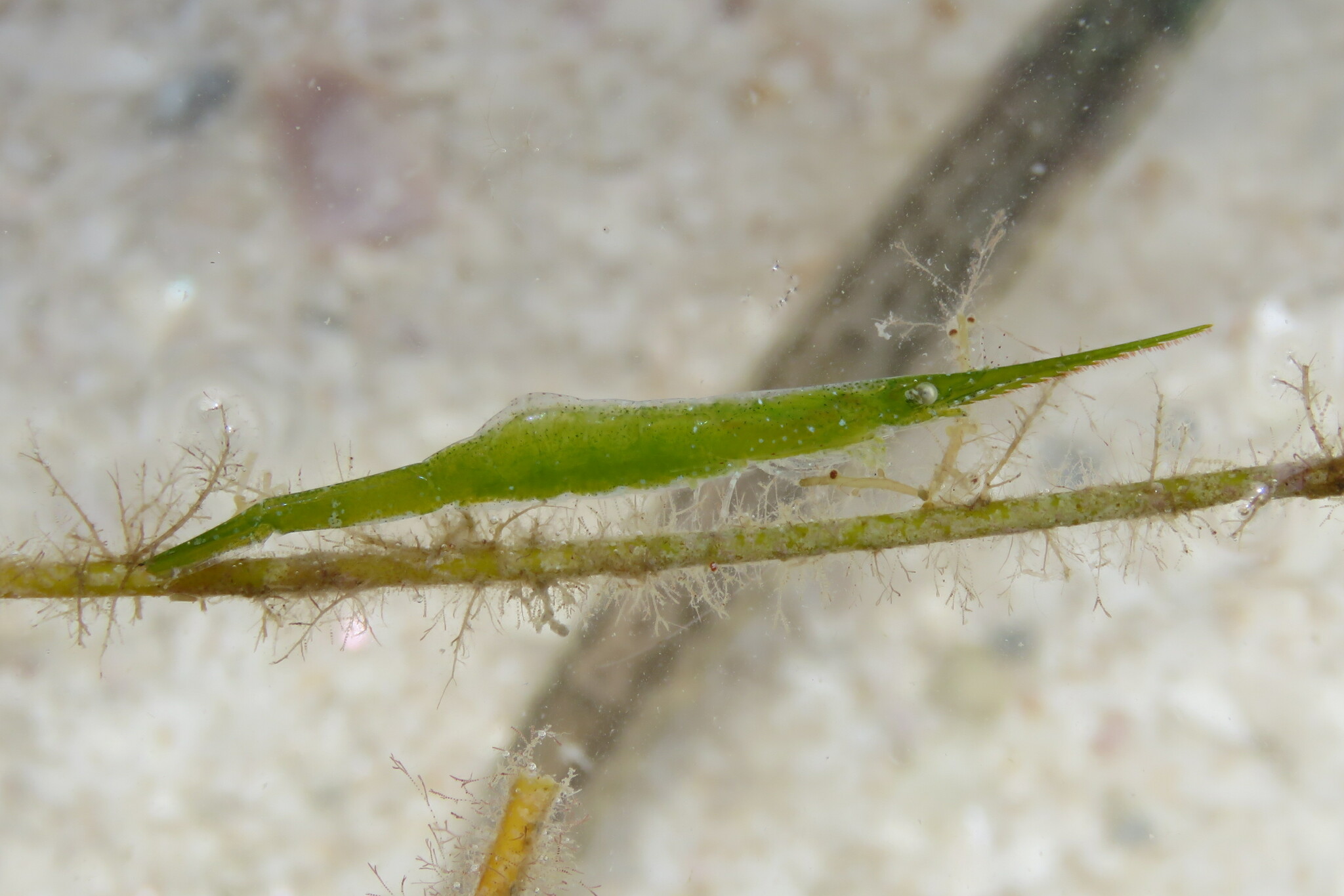 Tozeuma carolinense Kingsley, 1878