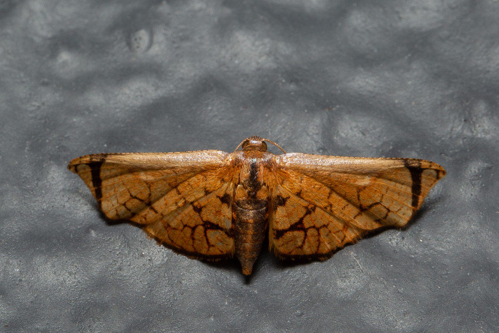 Rhodoneura fimbriata from MCM Nature Discovery Villa (Stephen's Place ...