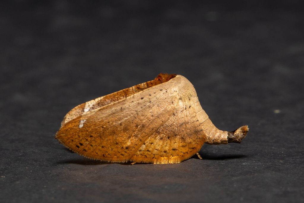 Calindoea mollicellalis from MCM Nature Discovery Villa (Stephen's ...
