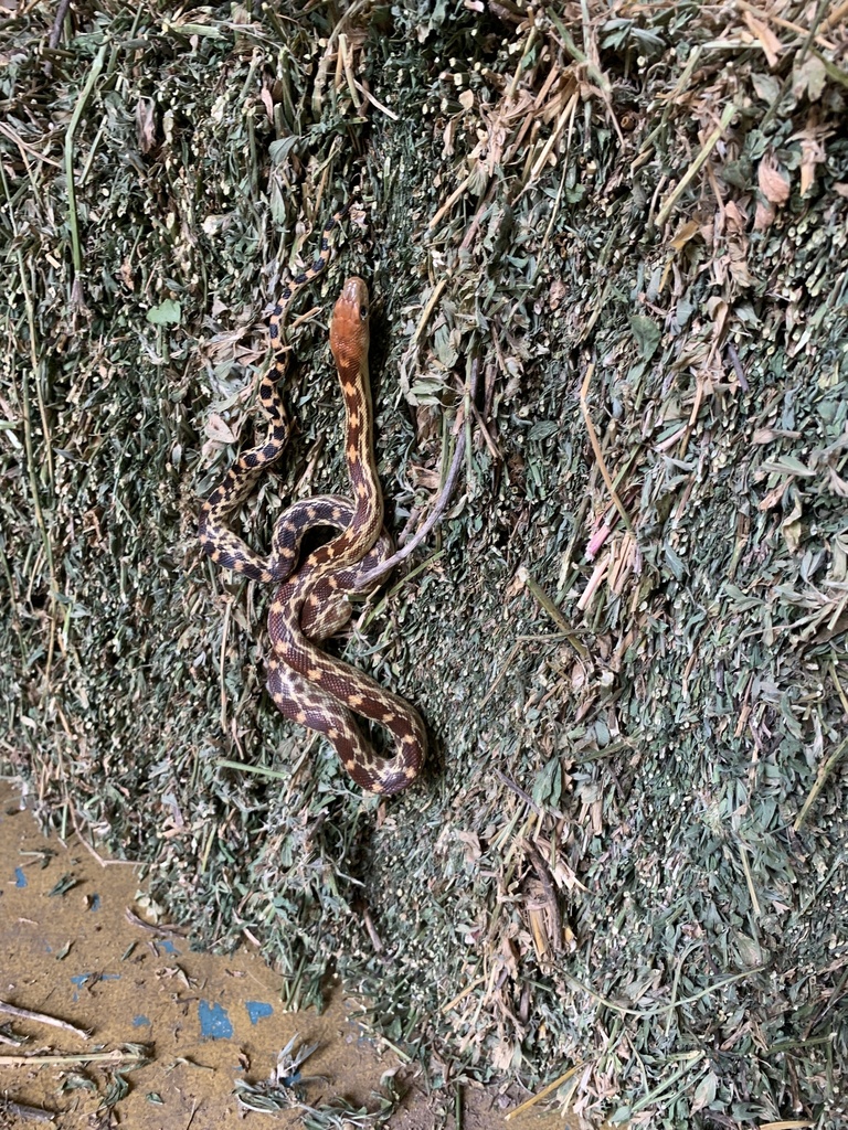 Cape Gopher Snake from El Bajio, Todos Santos, BCS, MX on November 16 ...
