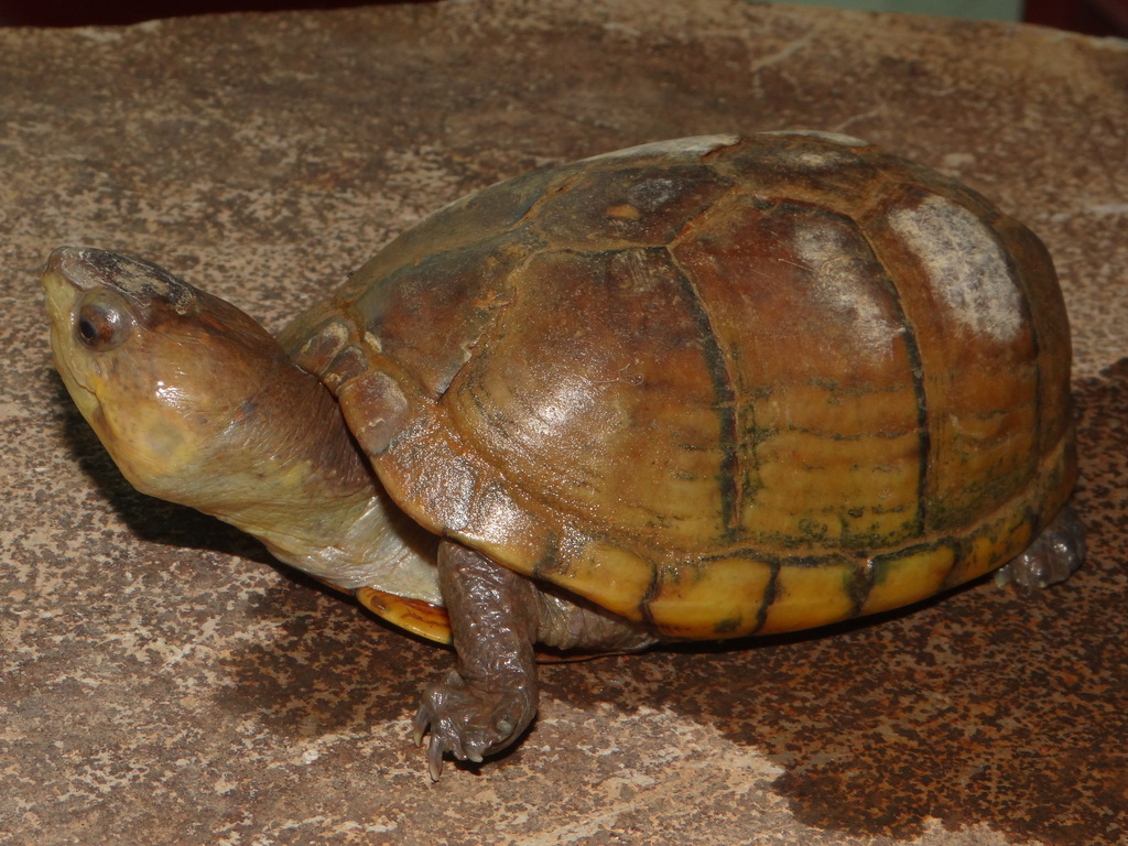 Alamos Mud Turtle from Ahome, Sinaloa, Mexico on June 21, 2022 at 01:25 ...