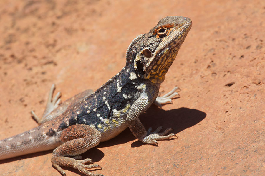 Peninsula Rock Dragon (reptiles of australia) · iNaturalist
