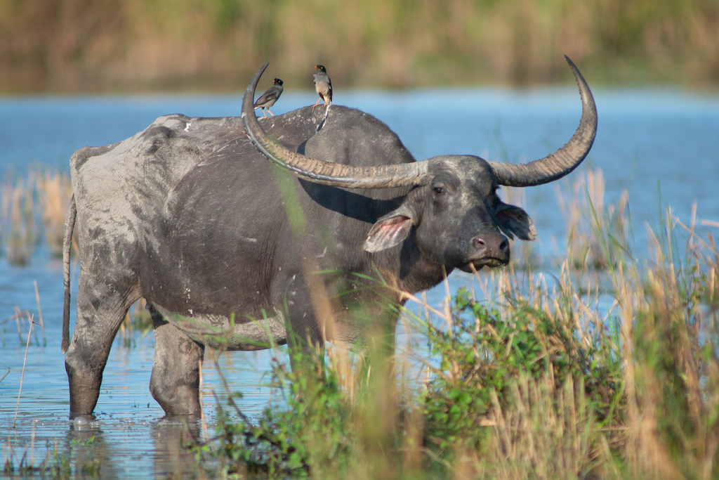 Ruminants (Ruminantia) - Know Your Mammals