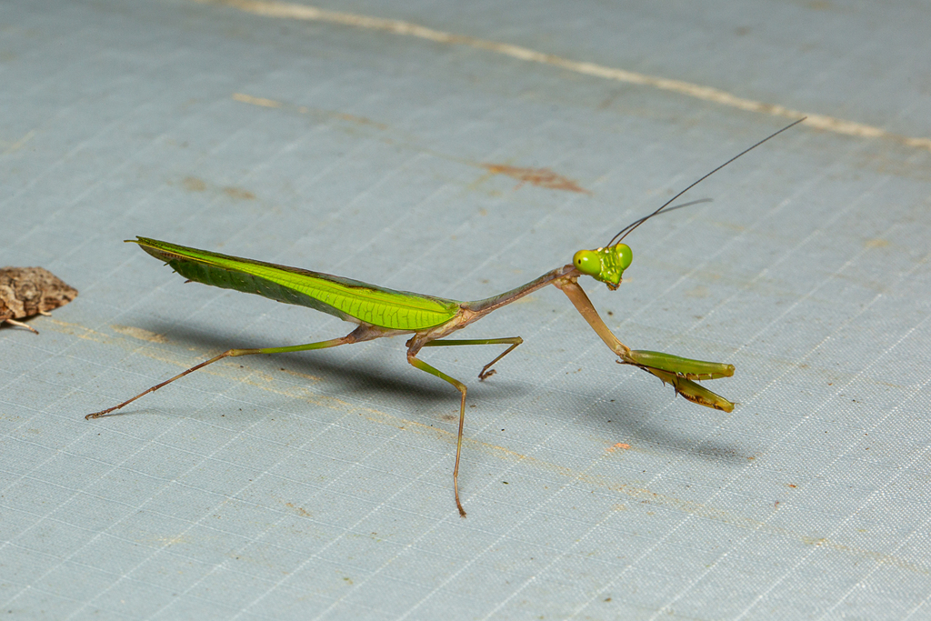 Camelomantis parva from MCM Nature Discovery Villa (Stephen's Place ...