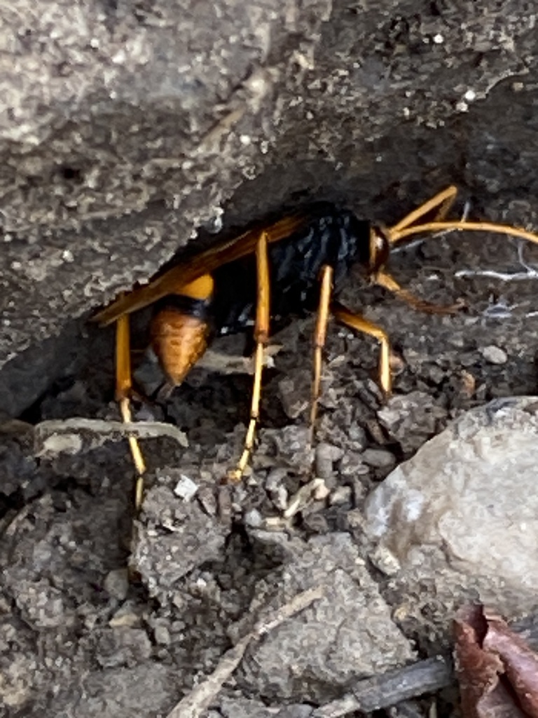Golden Spider Wasp from Queenscliff Rd, St Leonards, VIC, AU on April ...