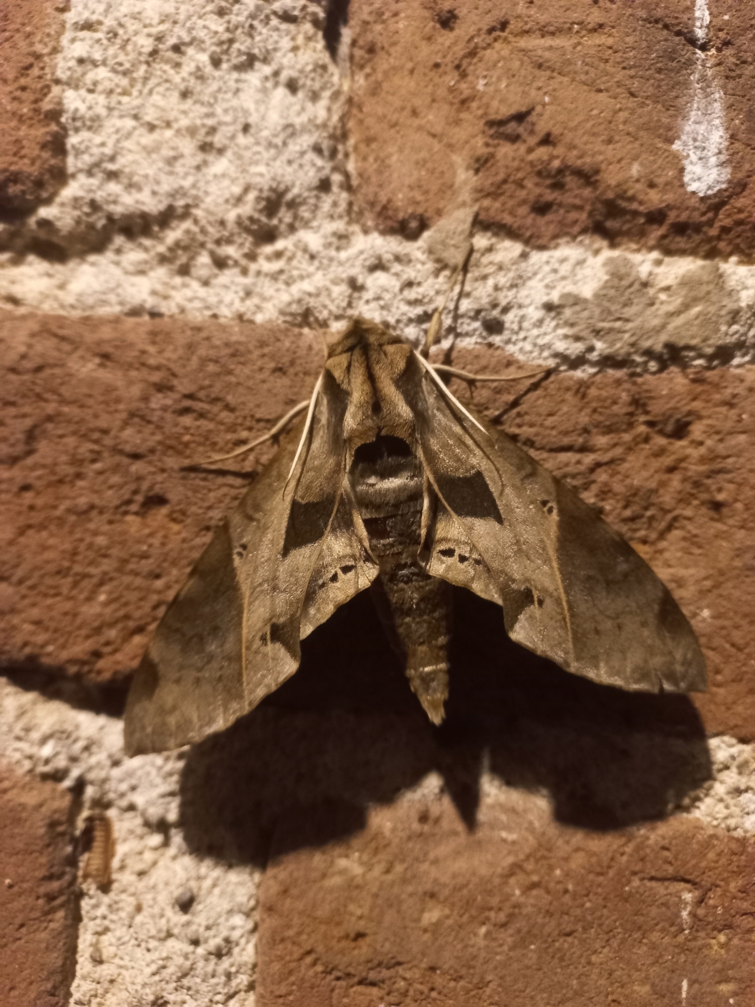 Eumorpha satellitia Linnaeus, 1771