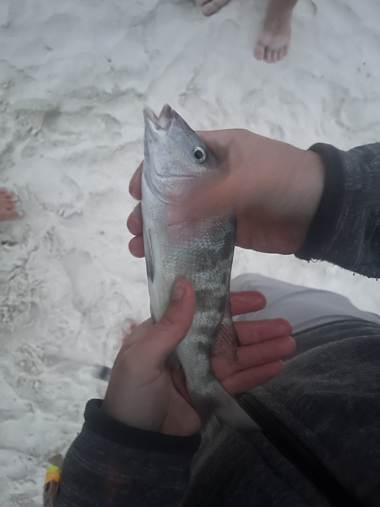 Pigfish from Tobago Dr, Port Saint Joe, FL, US on April 9, 2023 at 08: ...