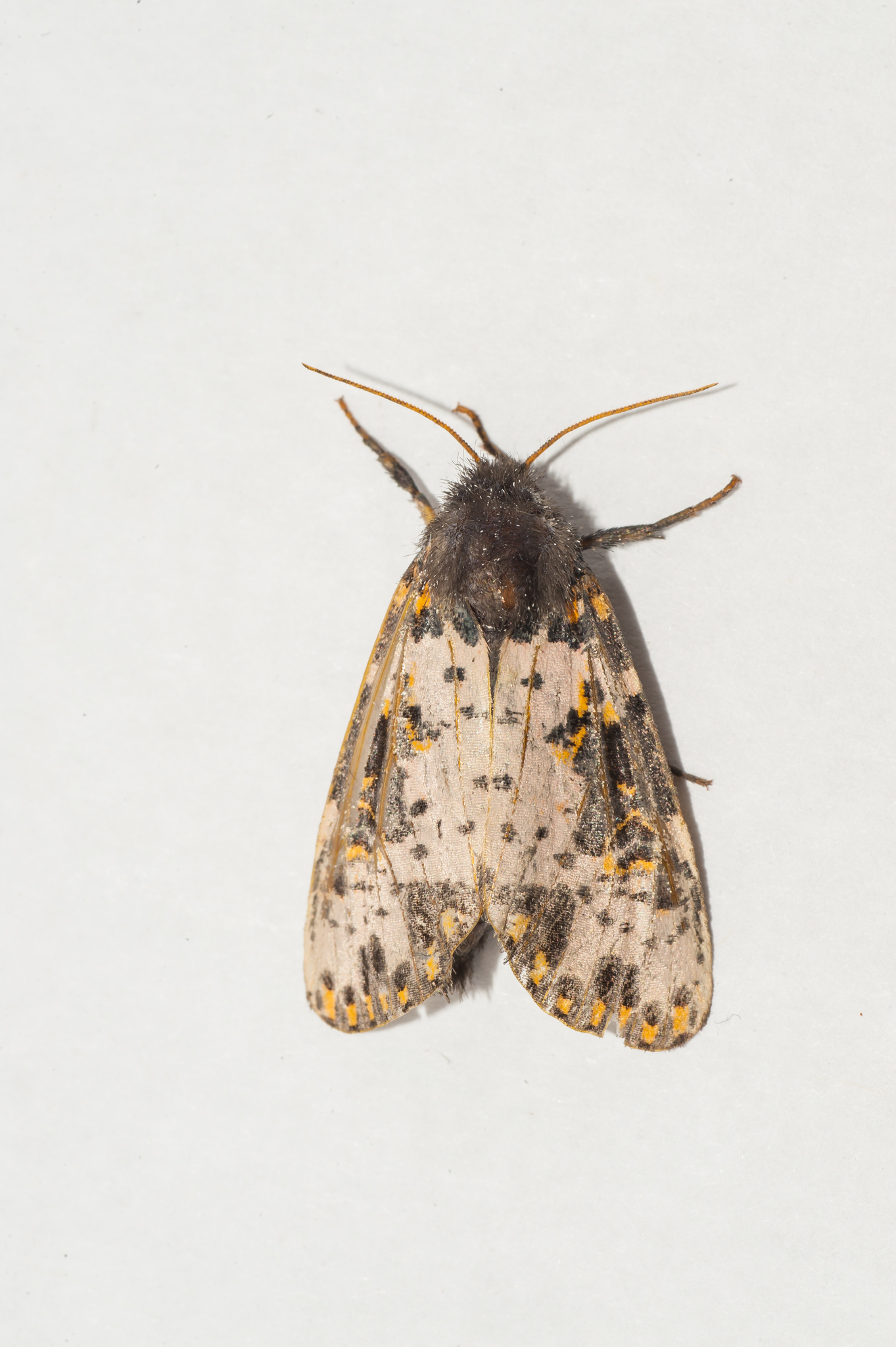 Xanthopastis antillium Dyar, 1914