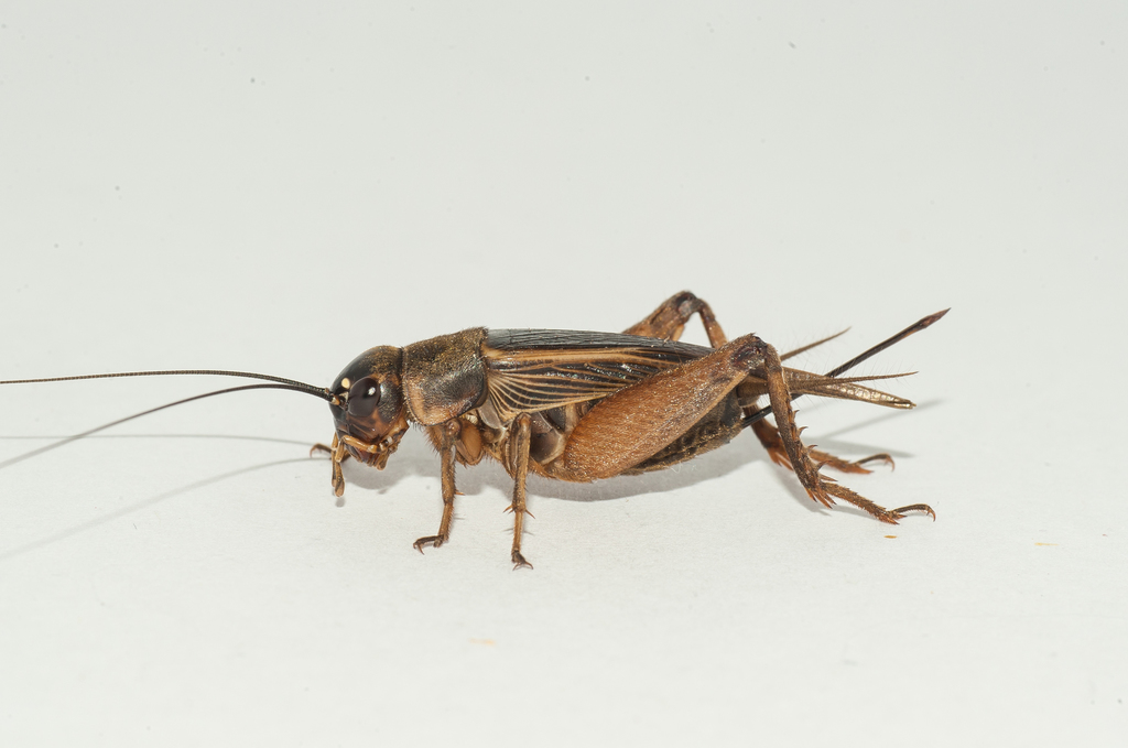 Jamaican Field Cricket (Gryllus assimilis) (I) (Crickets of the United ...