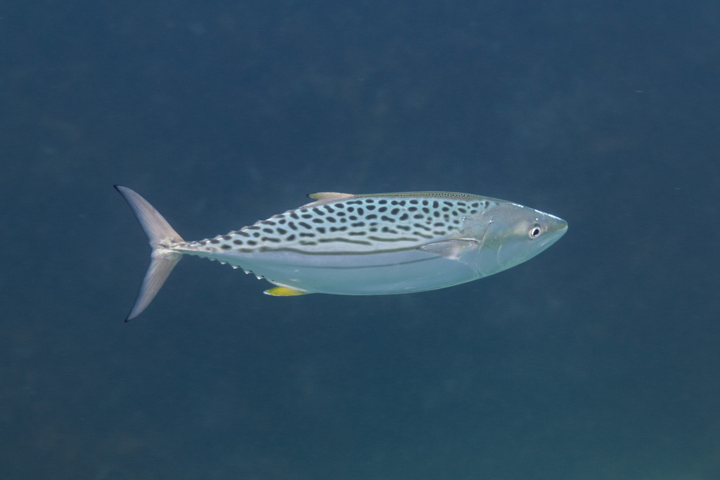 Leaping Bonito from Northern Beaches Council, NSW, Australia on April ...
