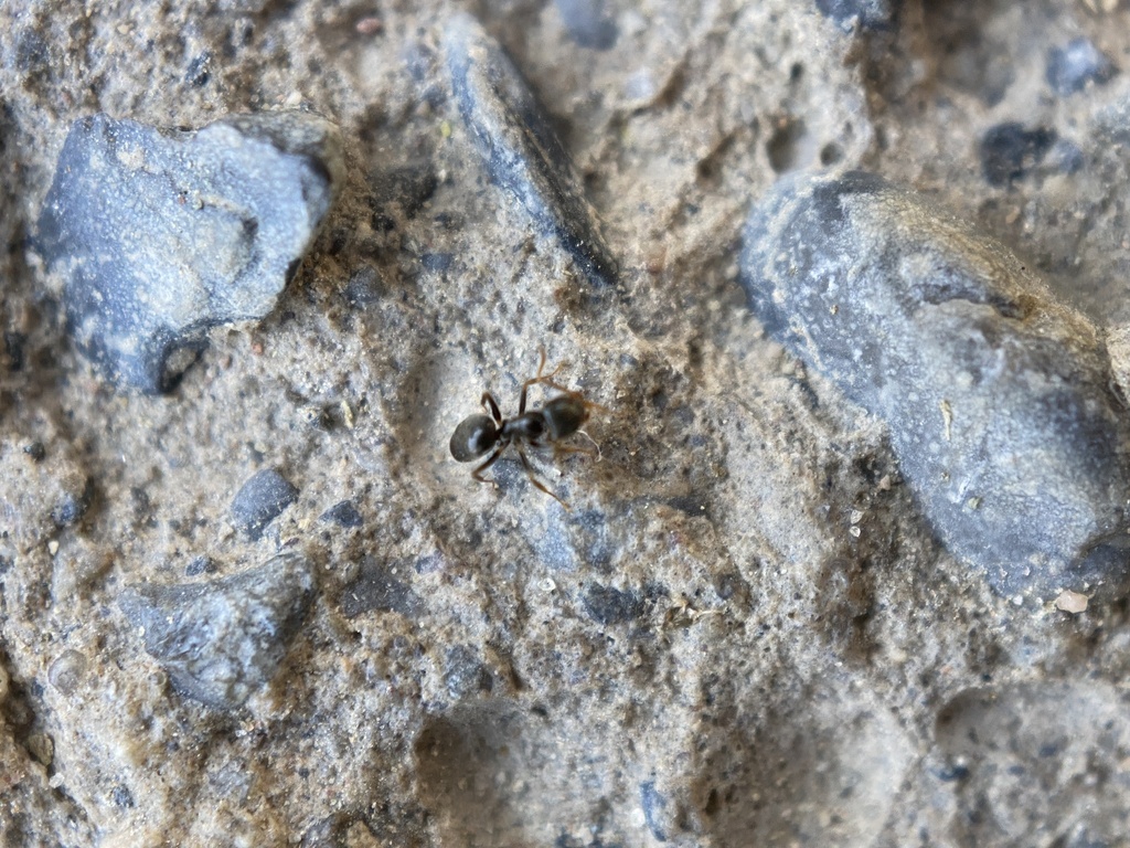 Odorous House Ant from Inyo County, US-CA, US on April 09, 2023 at 04: ...