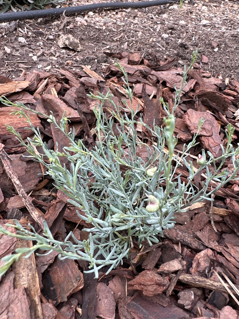 Dutchman's britches in April 2023 by sustainablemanny · iNaturalist