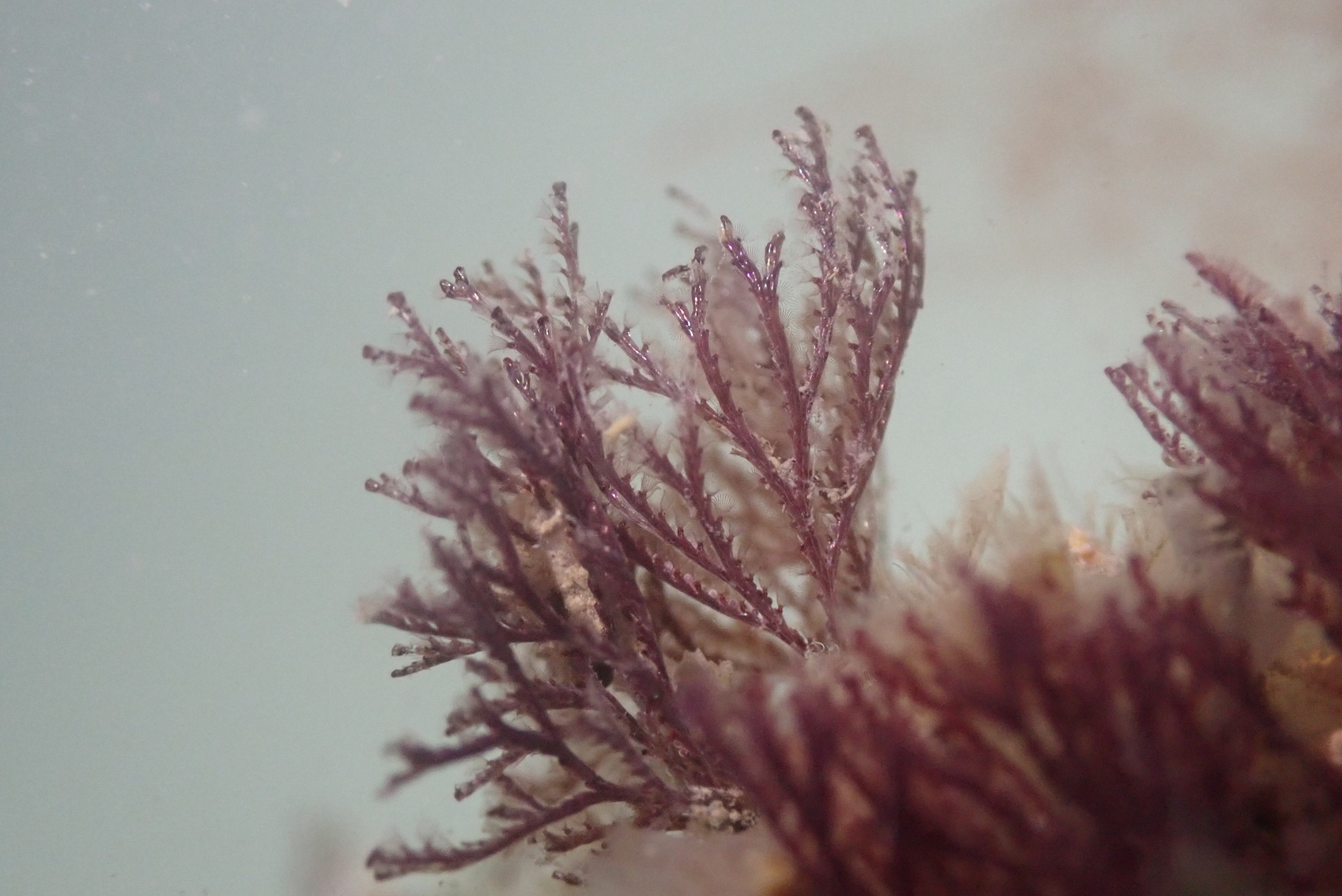 Bugula neritina (Linnaeus, 1758)