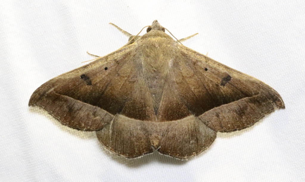 Ferguson's Epidromia Moth from Mon Louis Island, Coden, AL, US on April ...