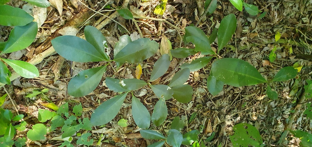 Karaka from Tasman District, Tasman, New Zealand on April 05, 2023 at ...