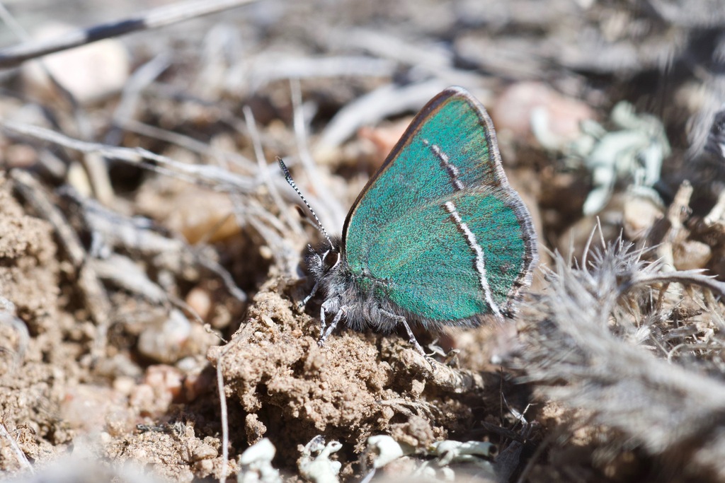 Sheridan's Hairstreak in April 2023 by christian_nunes · iNaturalist