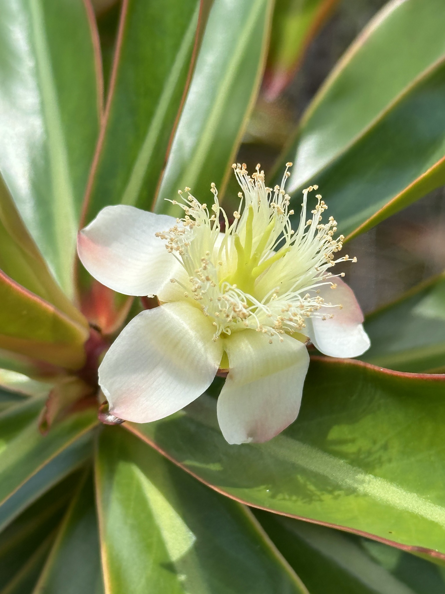 Ploiarium alternifolium (Vahl) Melch.