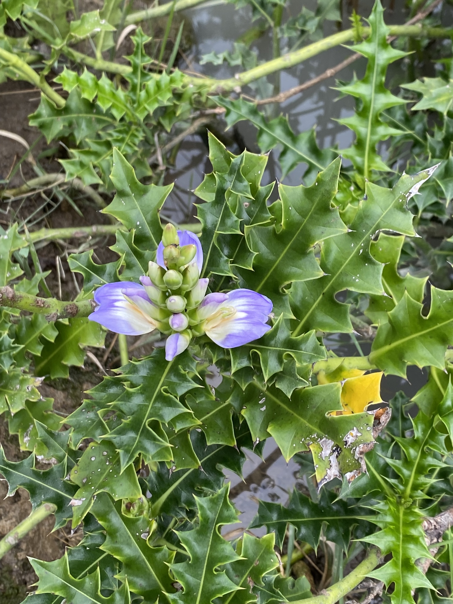 Acanthus ilicifolius L.