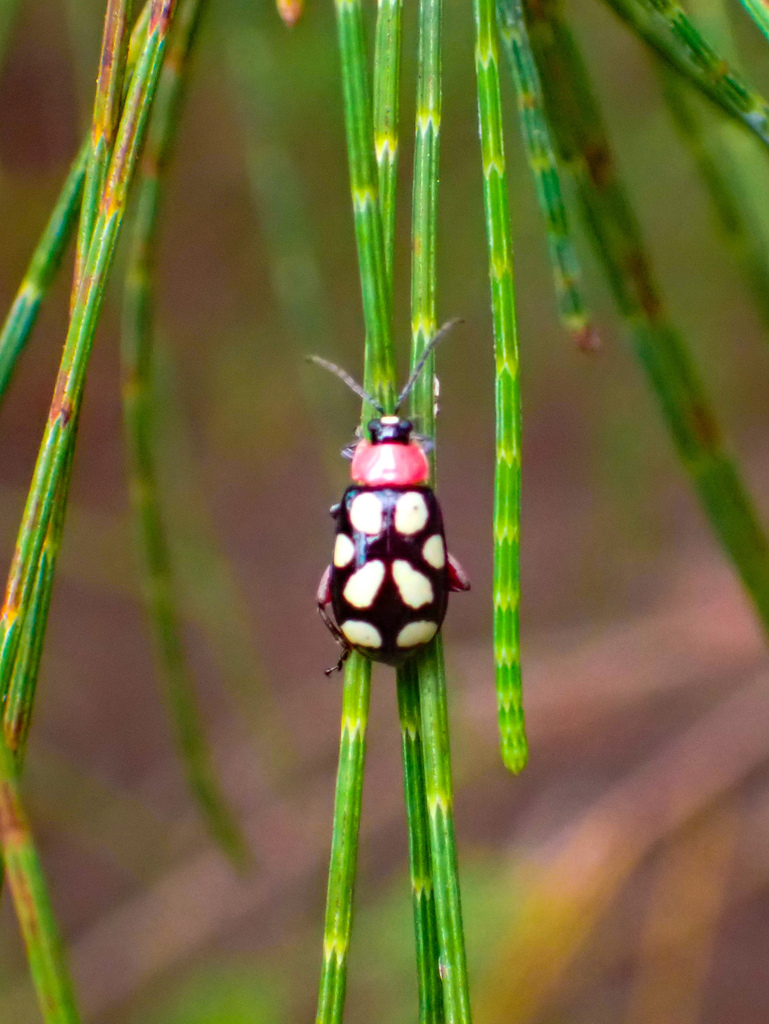 Omophoita cyanipennis octomaculata from Cd Madero, Tamps., México on ...