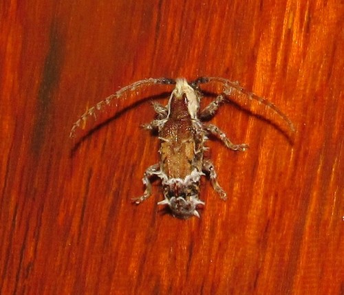 Genus Desmiphora · iNaturalist