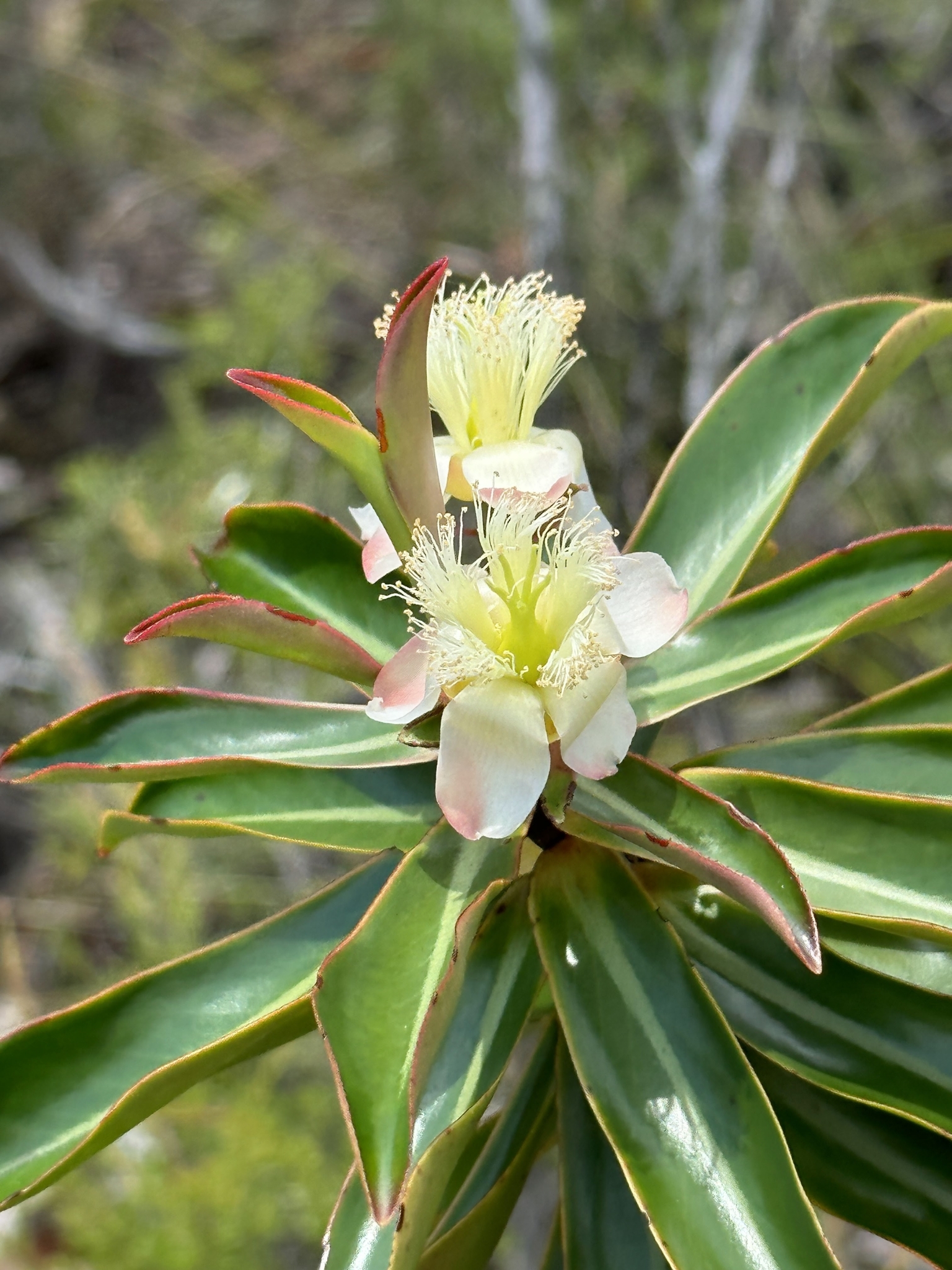 Ploiarium alternifolium (Vahl) Melch.
