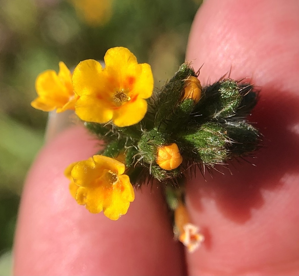 tarweed fiddleneck from Black Diamond Mines Regional Preserve ...