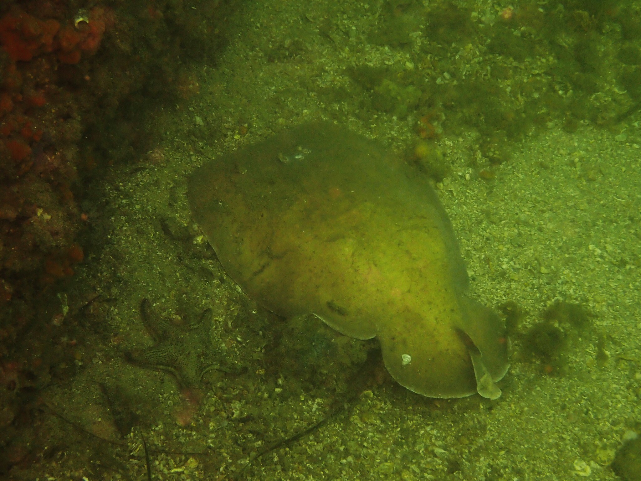 Torpediniformes