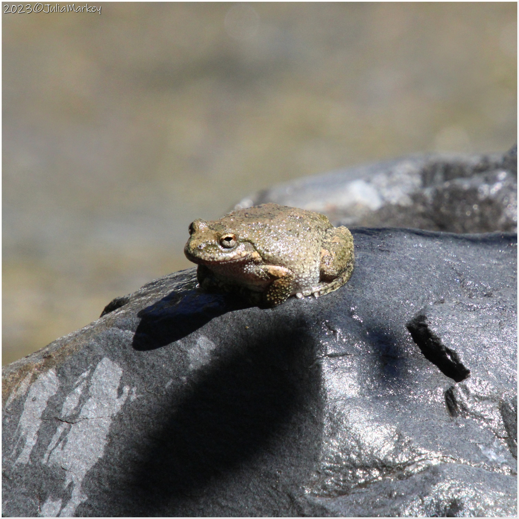 California Tree Frog from Orange County, CA, USA on April 9, 2023 at 01 ...