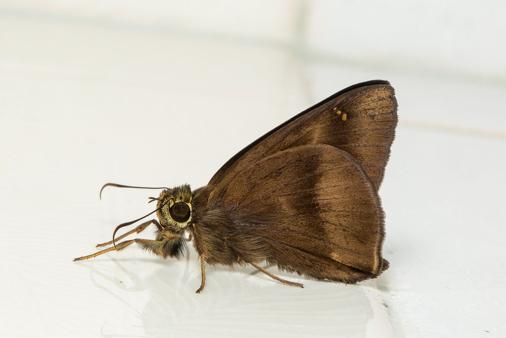 Hasora from MCM Nature Discovery Villa (Stephen's Place), Fraser's Hill ...