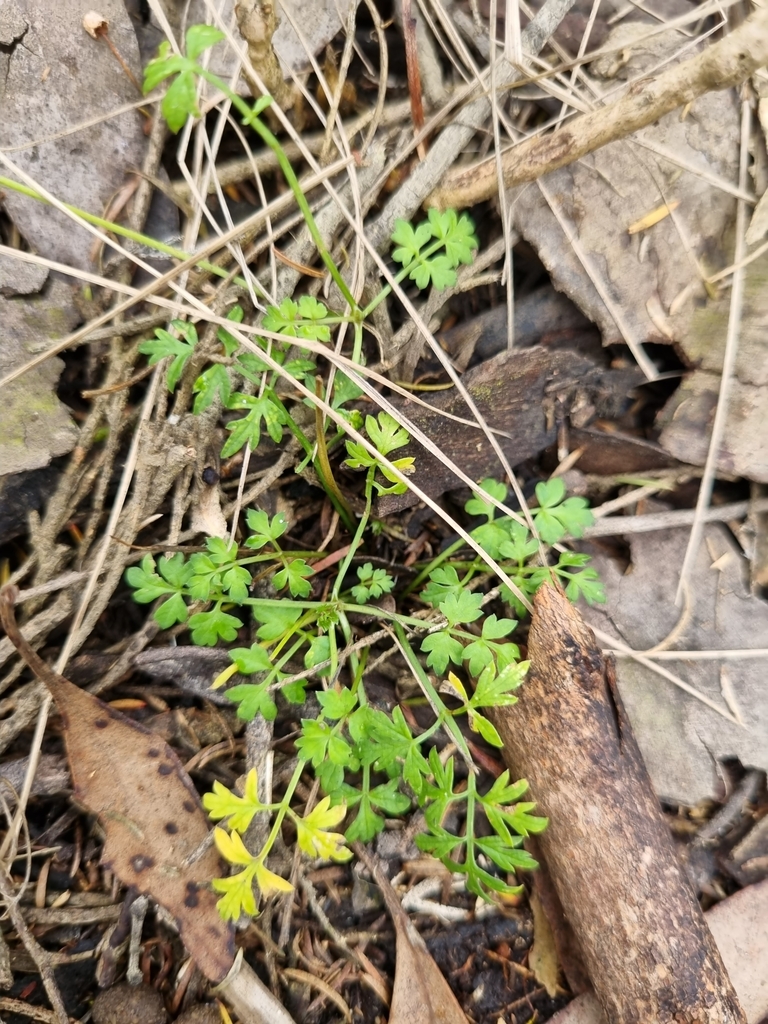 Cut-leaved Xanthosia from Mount Martha VIC 3934, Australia on April 10 ...