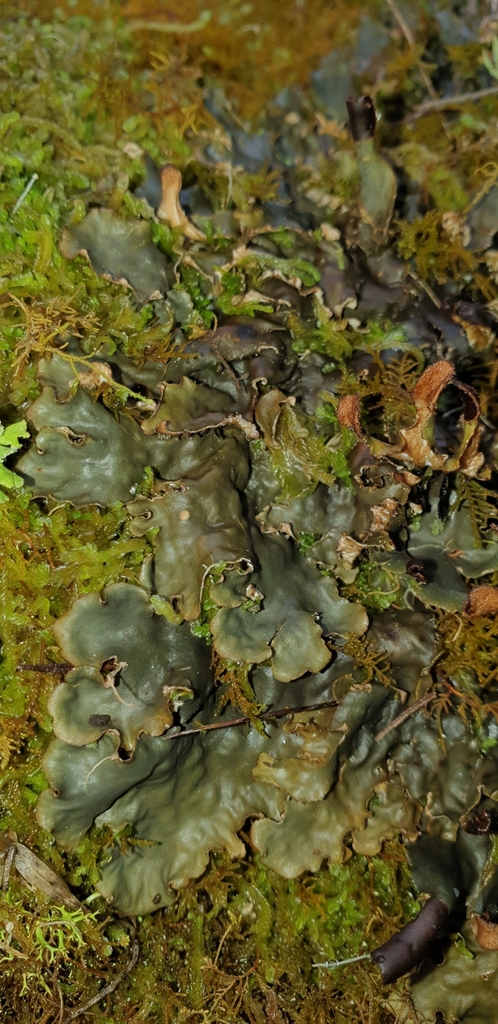 pelt lichens from Selby VIC 3159, Australia on April 10, 2023 at 01:27 ...