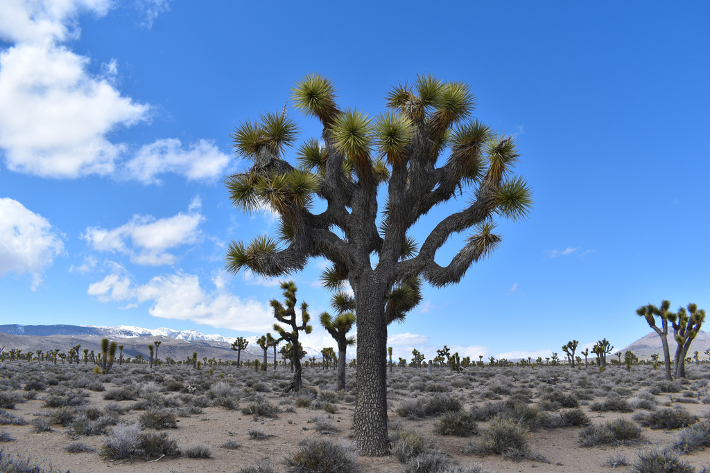 Joshua Tree from Death Valley National Park, Death Valley, CA, US on ...
