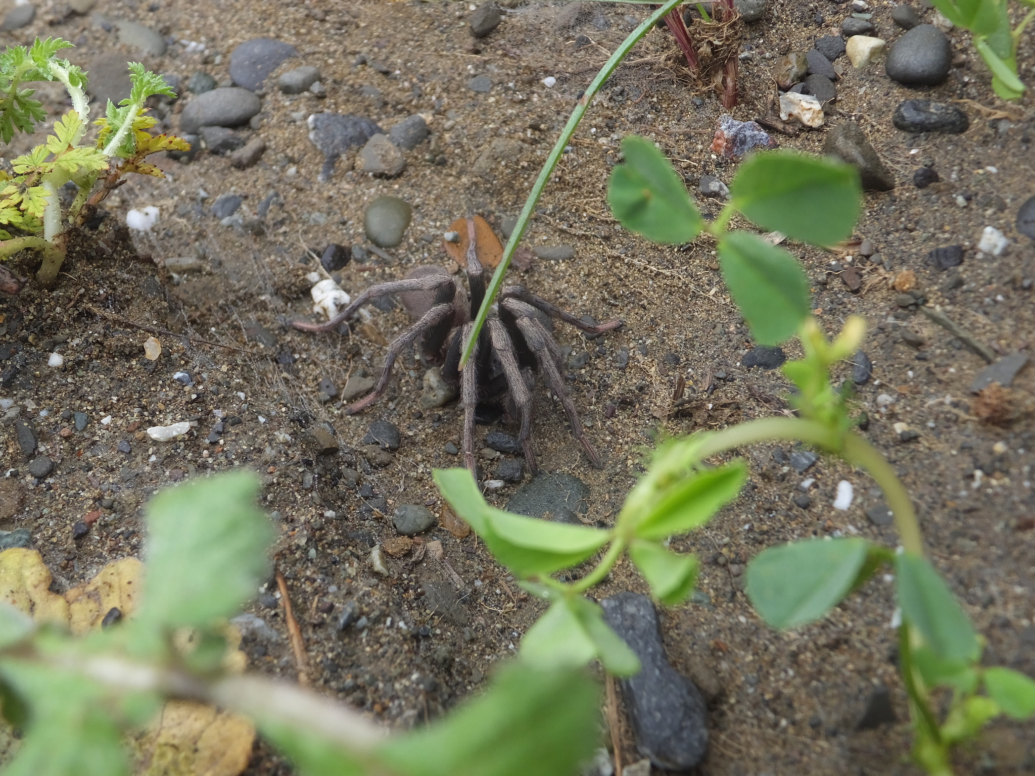 Calisoga longitarsis (Simon, 1891)