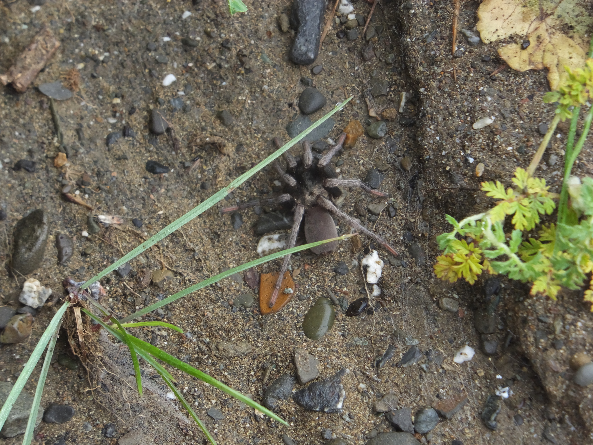 Calisoga longitarsis (Simon, 1891)