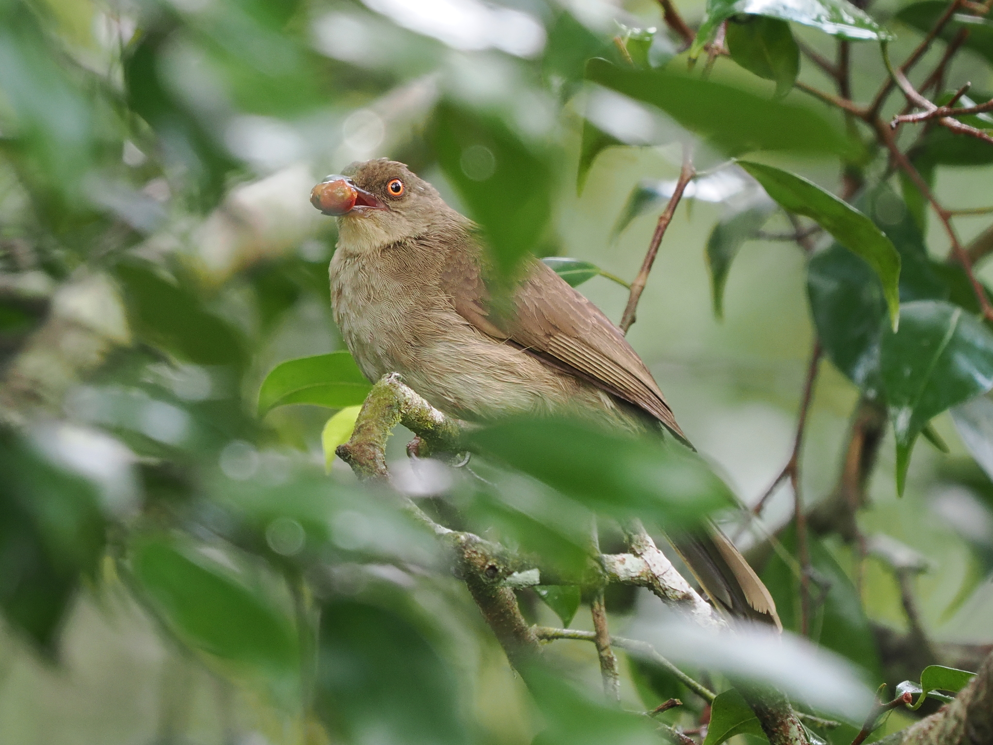 Pycnonotus brunneus Blyth, 1845