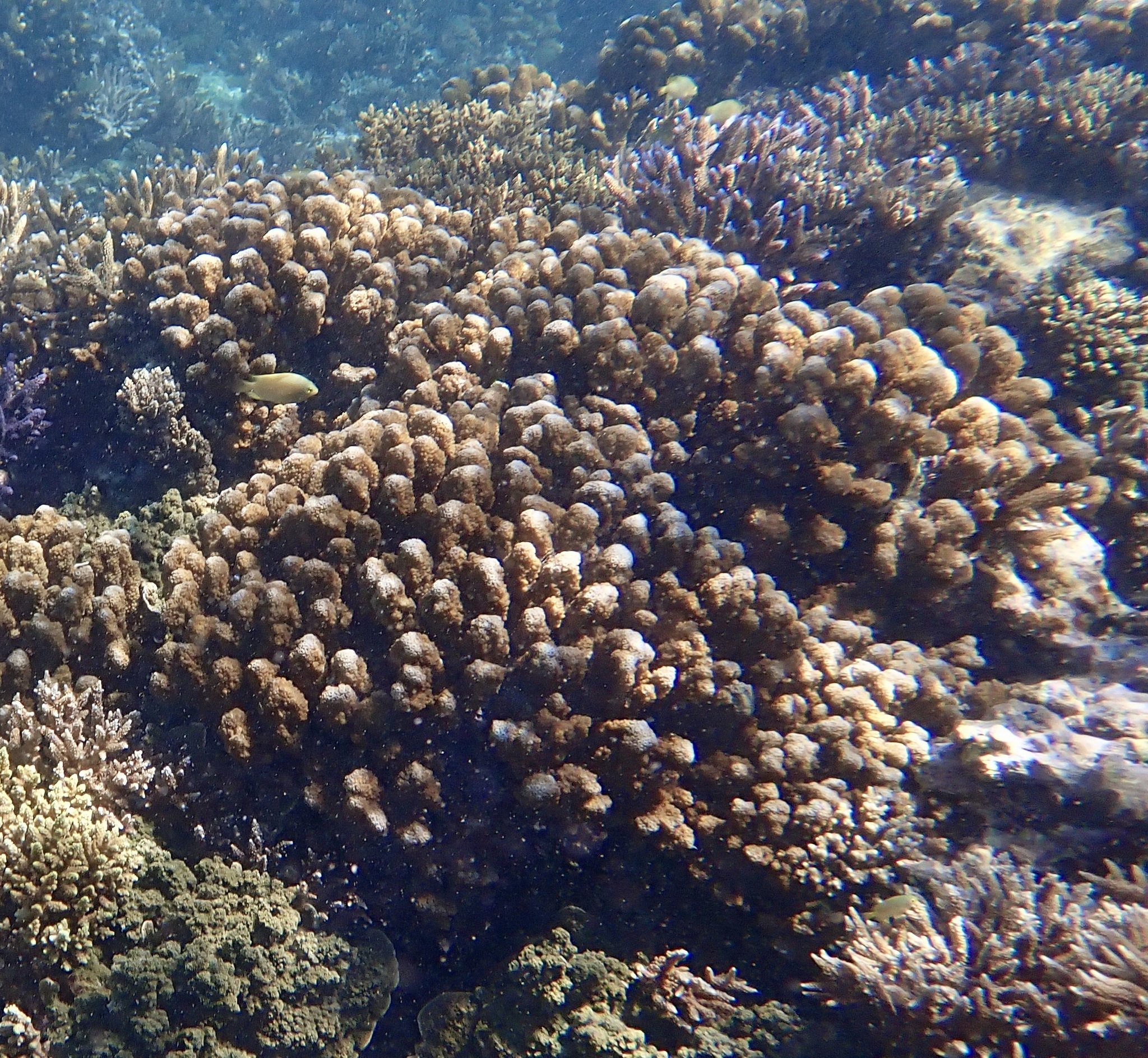 Isopora palifera (Lamarck, 1816)