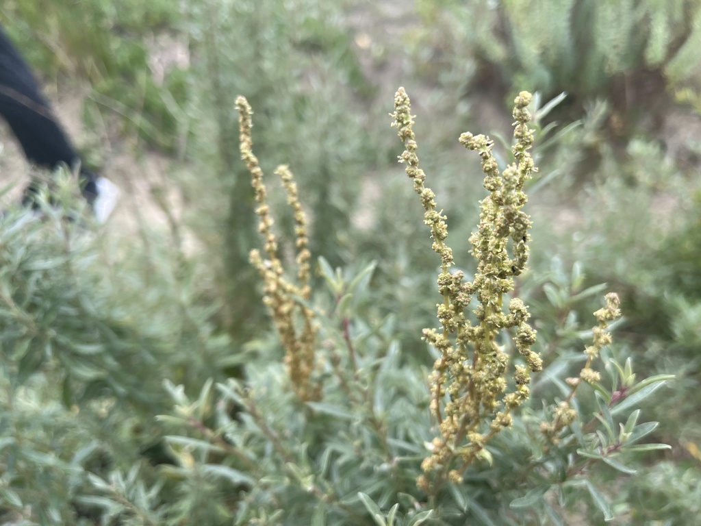 Marsh Saltbush from Cape Liptrap Coastal Park, South Gippsland ...