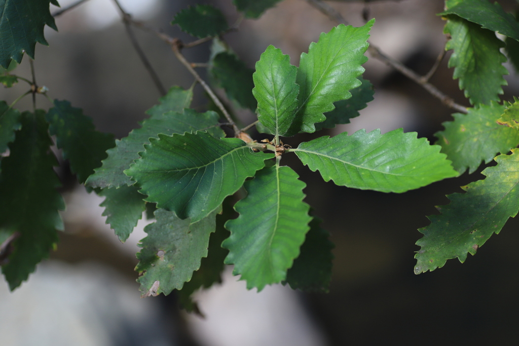 Mirbeck's oak (Quercus canariensis) - Botanical Realm