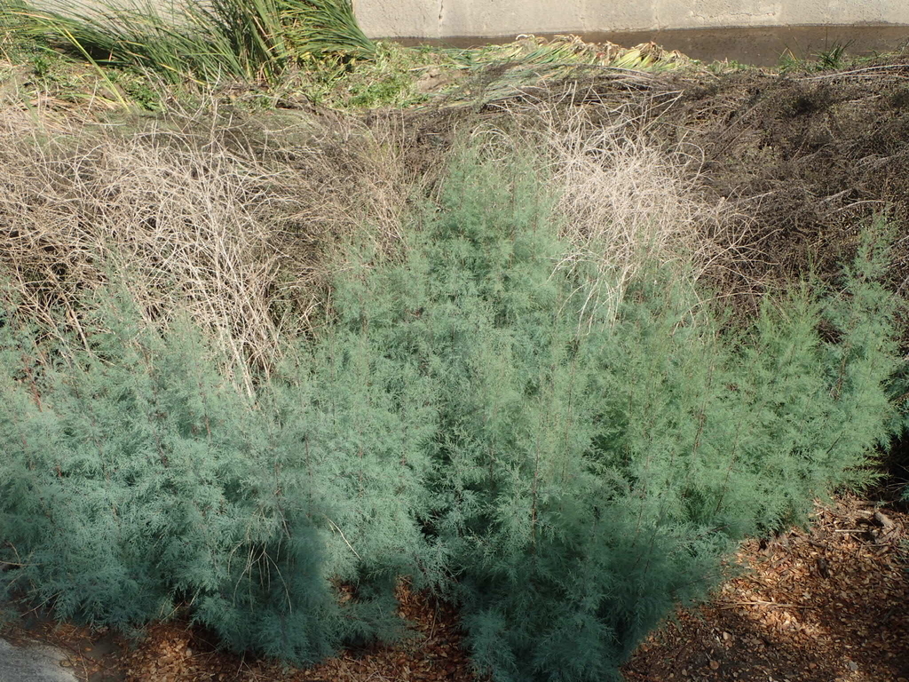 saltcedar from Laguna Niguel Regional Park, Orange, California, United ...
