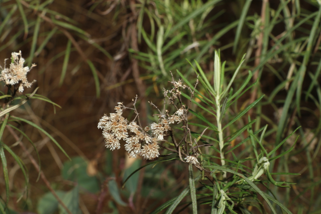 Shiny Cassinia from Hackett, Australian Capital Territory, Australia on ...